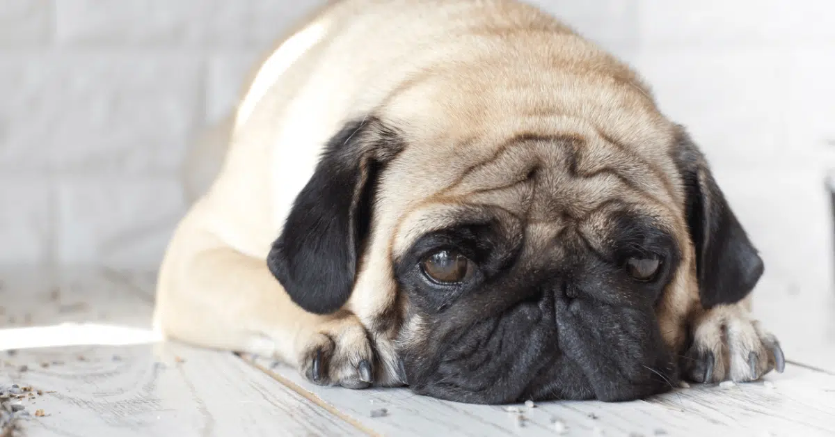 Why Is My EFC so High?