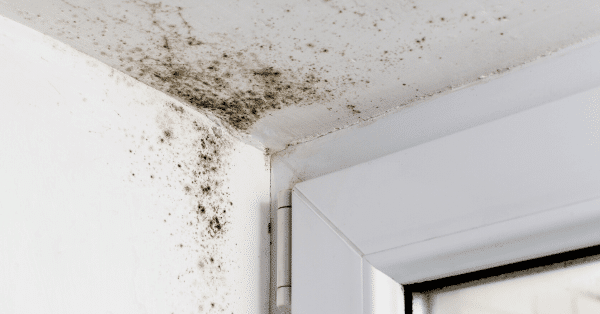 Mold In College Dorms: What You Need to Know